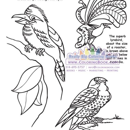 Butterflies Birds & Bugs (French) Canadian Imprint Colouring Book