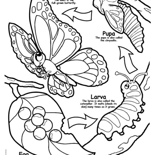Butterflies Birds and Bugs Imprint Coloring Book