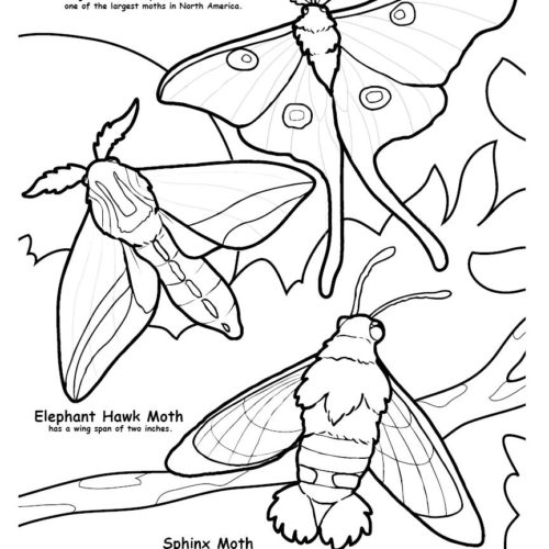 Butterflies and Birds Coloring Book 12 x 18