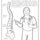Chiropractor Imprint Coloring Book