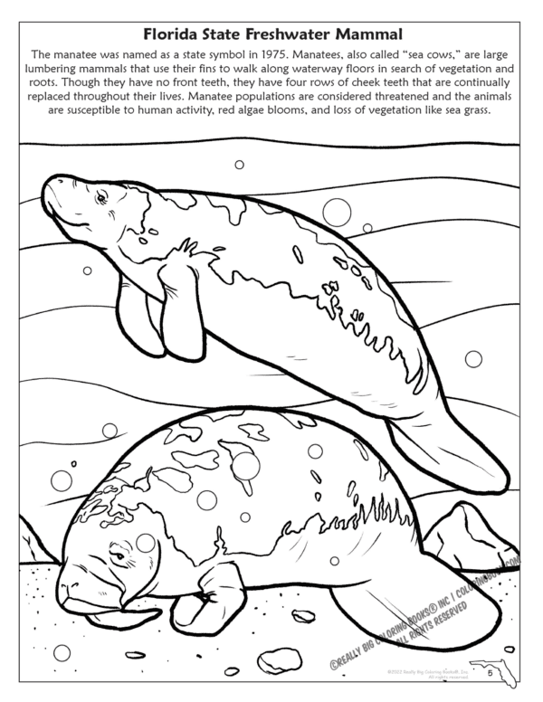 Florida State Coloring Book 8.5 x 11