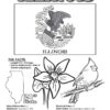 Illinois State Coloring Book 8.5 x 11 - Really Big Coloring Books