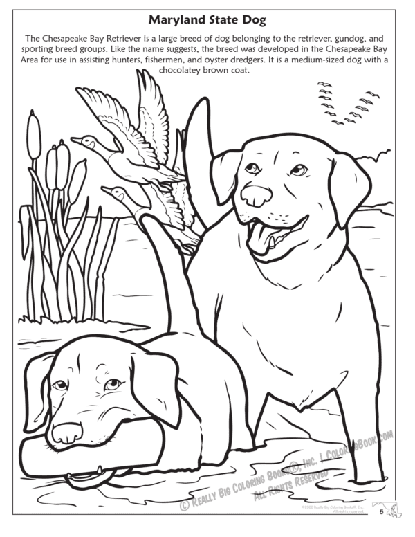 Maryland State Coloring Book 8.5 x 11
