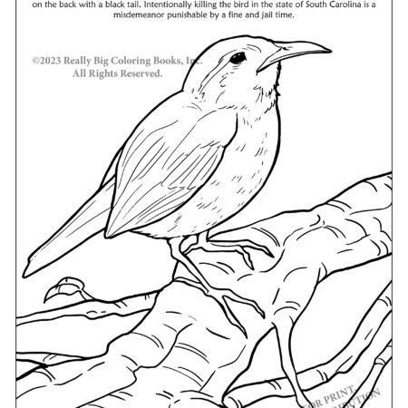 South Carolina State Coloring Book 8.5 x 11