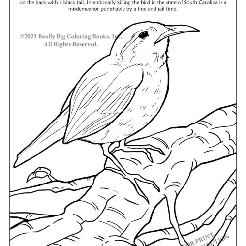 South Carolina State Coloring Book 8.5 x 11