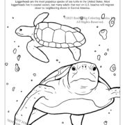 South Carolina State Coloring Book 8.5 x 11